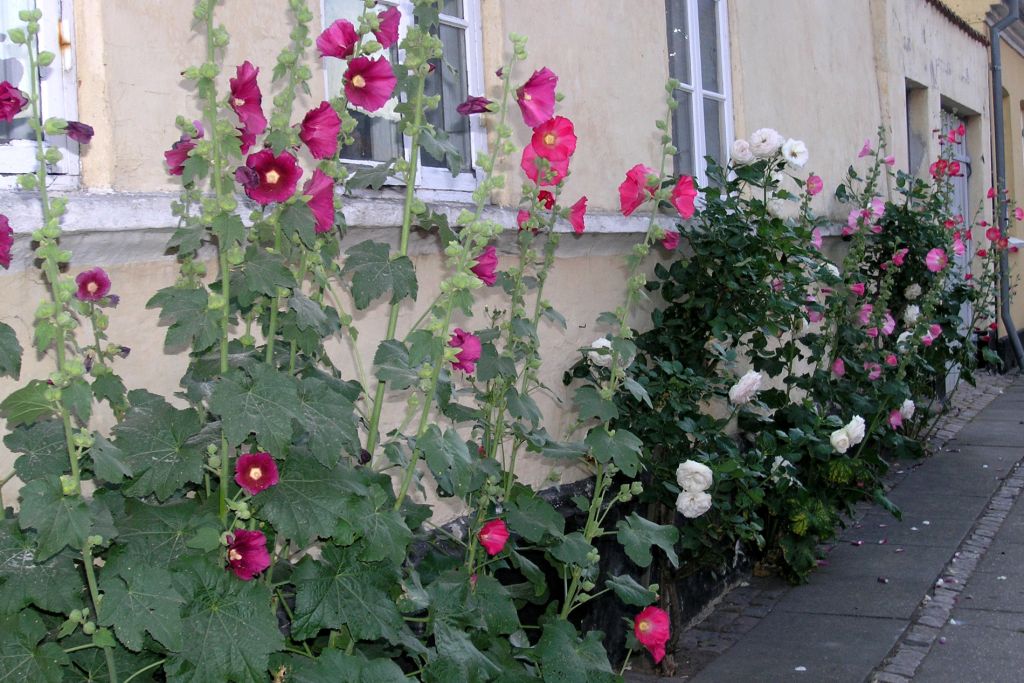 Stokkrose peniflora H5 – Daljit Hagesenter